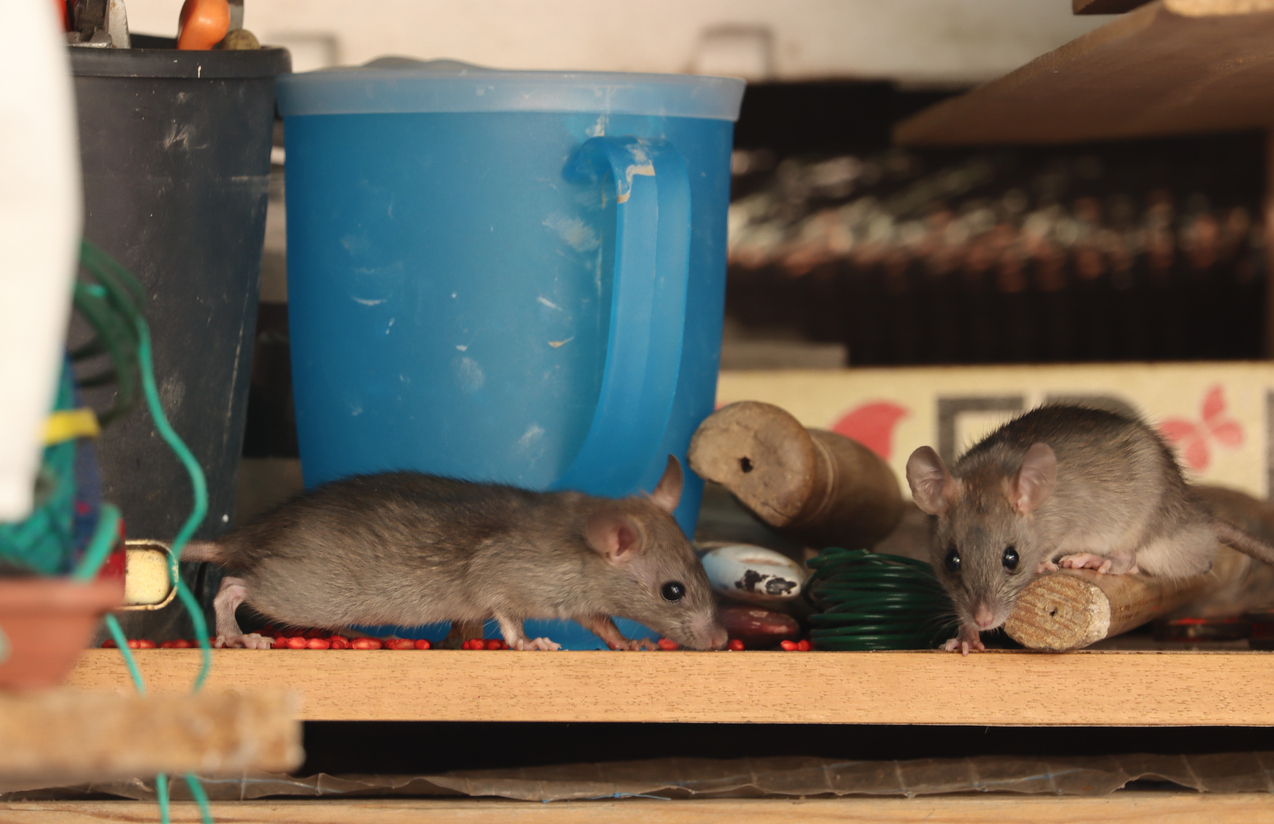 Signs of a Rodent Infestation