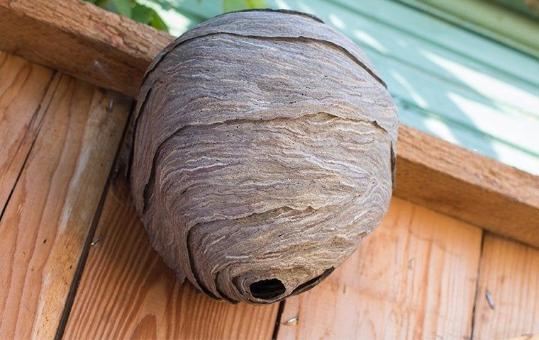 The Ultimate Wasp Prevention Guide For Your Greenville Yard | SureShot ...