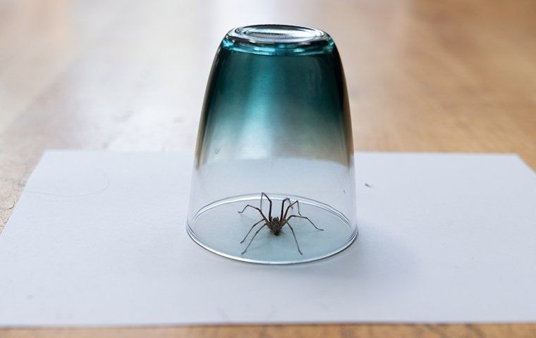 Spider Infestation In Your Greenville Home? Here's What You Need To ...